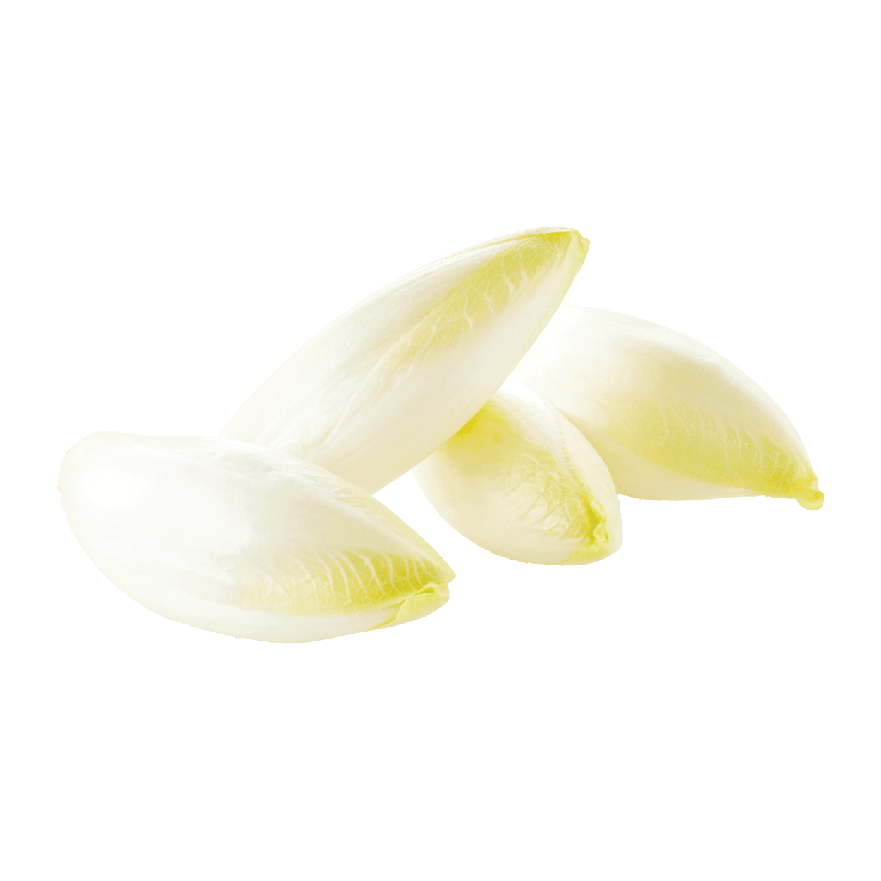 Witloof kopen bij ALDI België