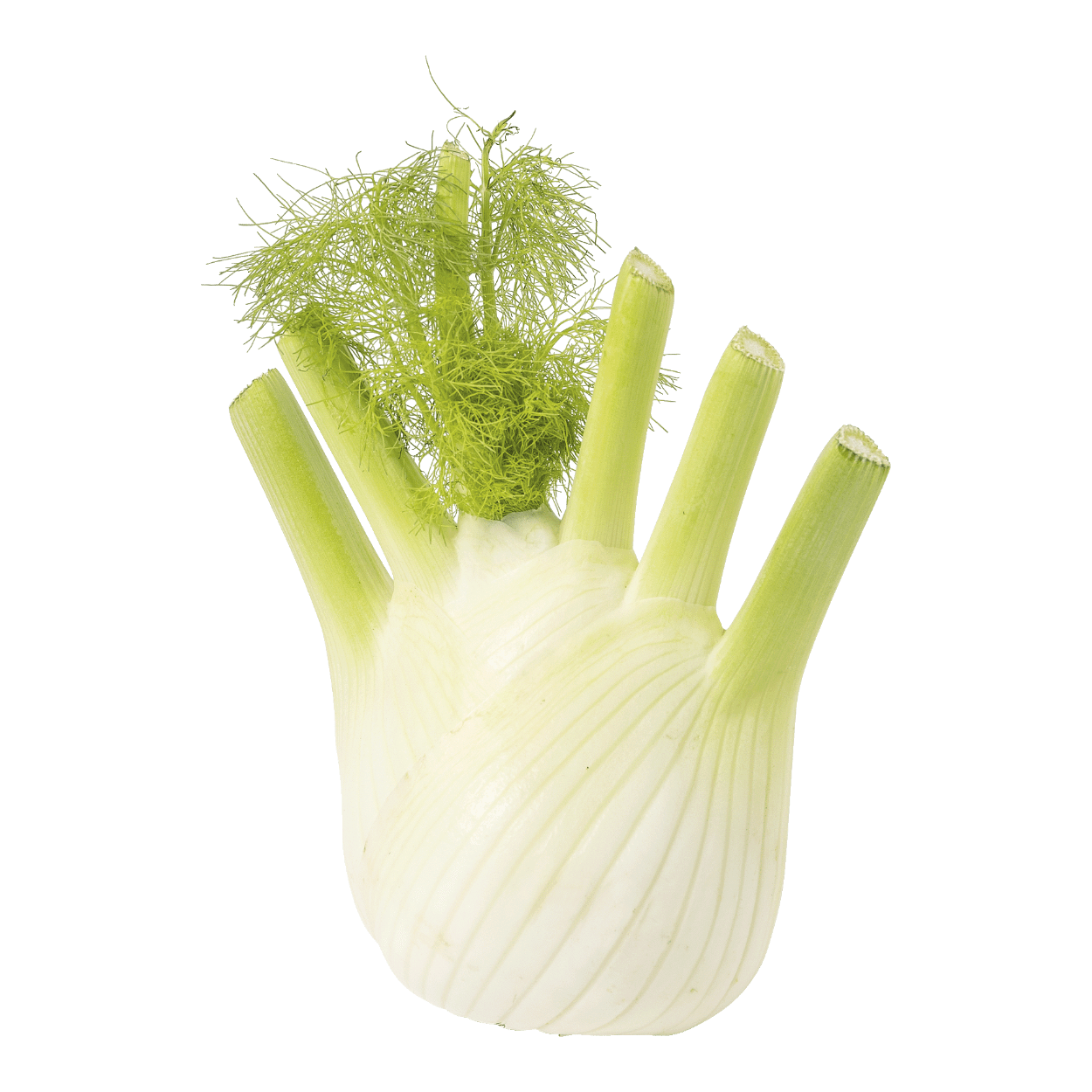 Venkel kopen bij ALDI België