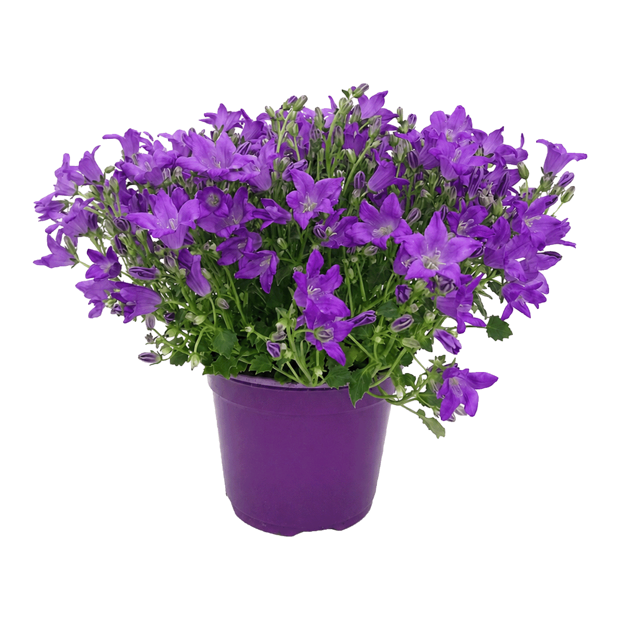 Campanula kopen bij ALDI België