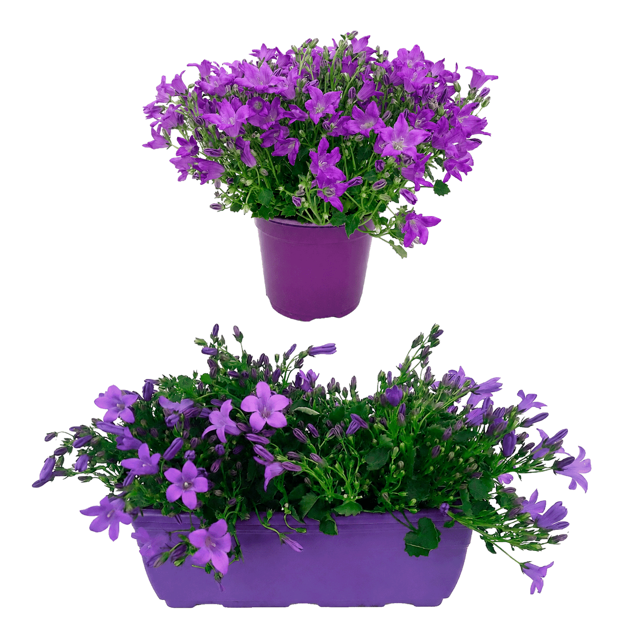 Campanula kopen bij ALDI België