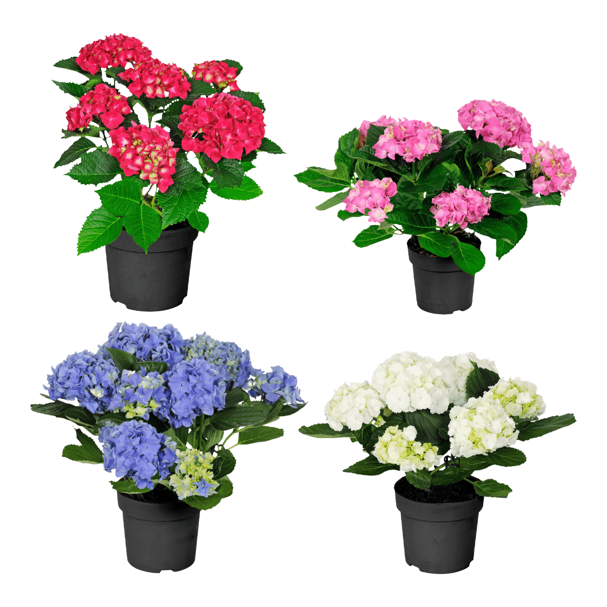 Tuinhortensia kopen bij ALDI België