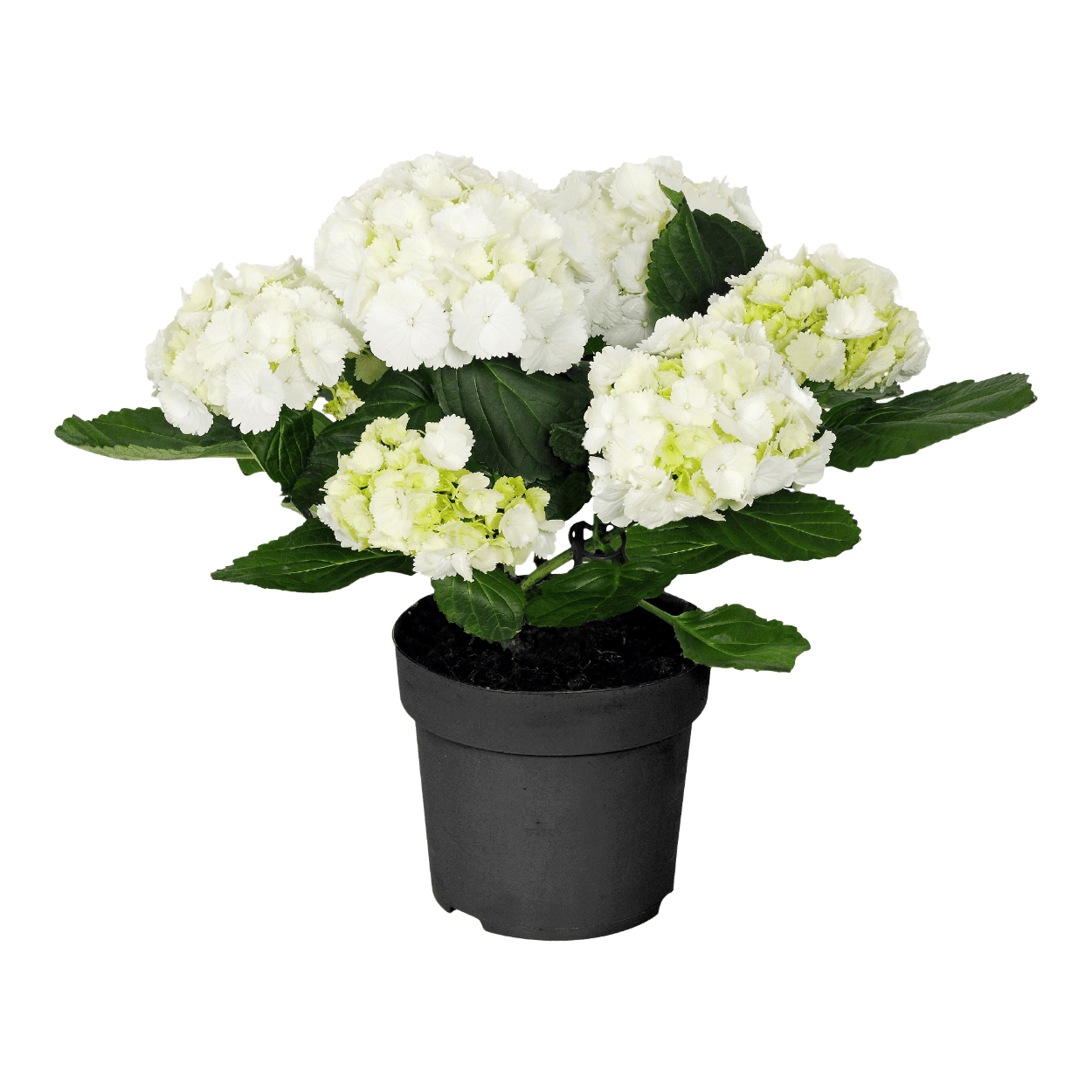 Tuinhortensia kopen bij ALDI België