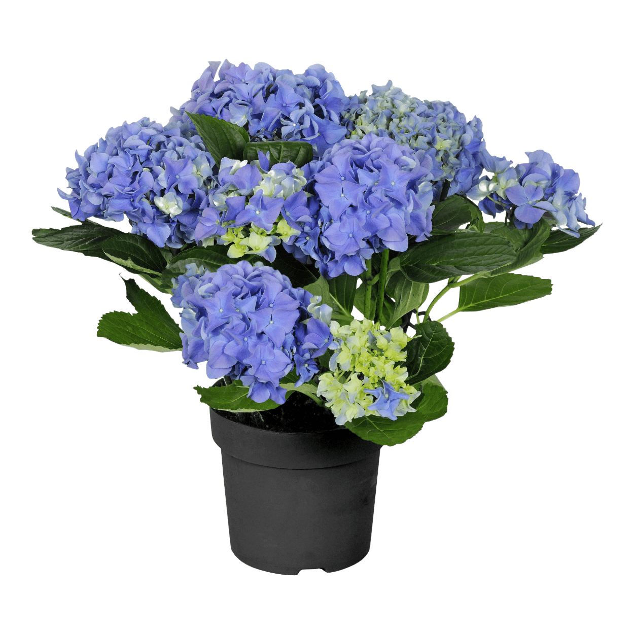 Tuinhortensia kopen bij ALDI België