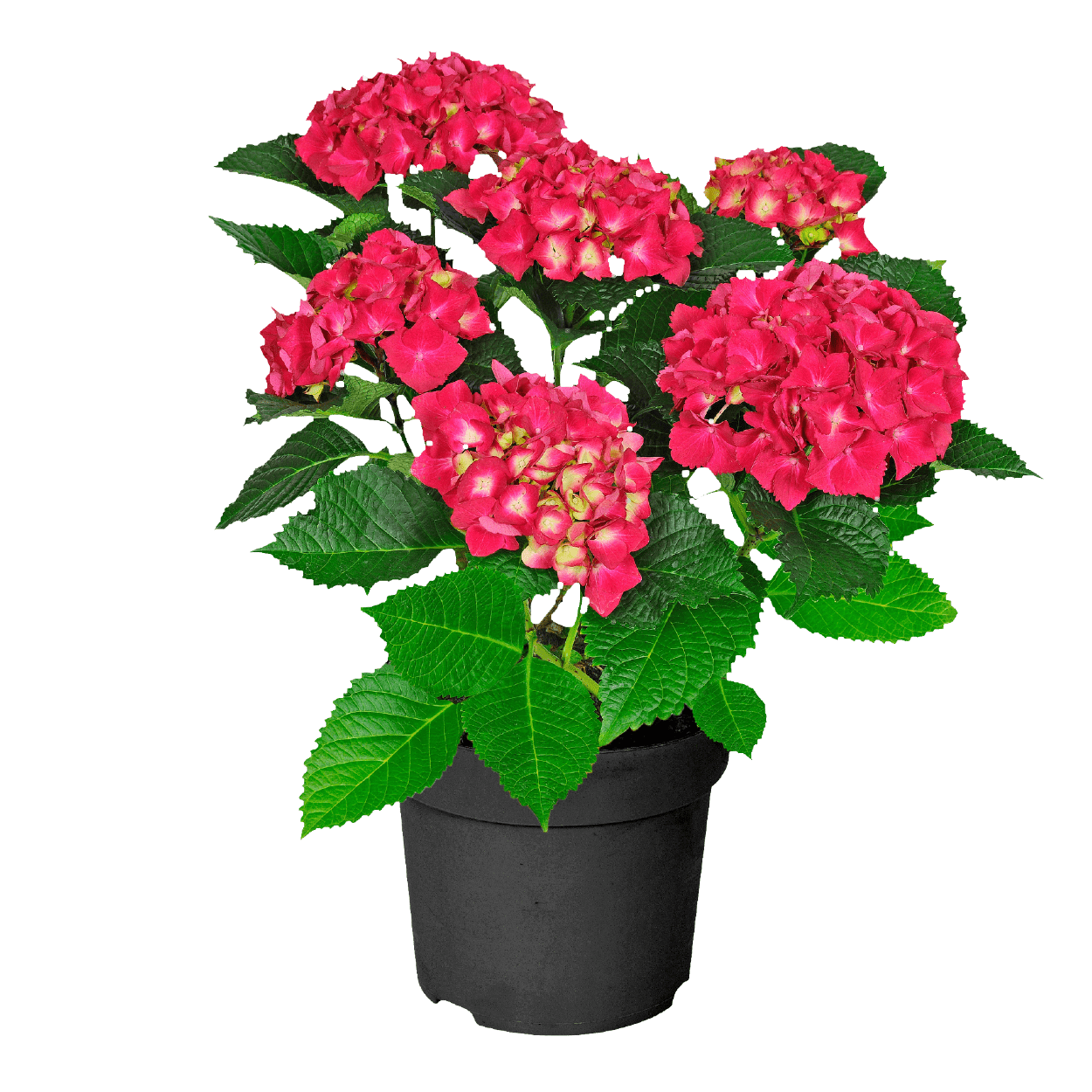 Tuinhortensia kopen bij ALDI België