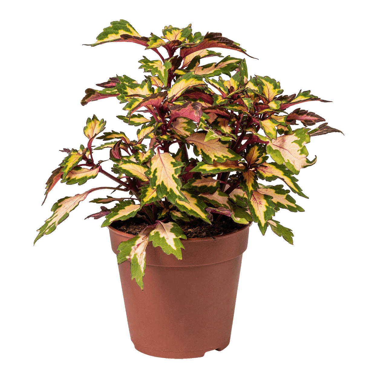 Coleus GARDENLINE® kopen bij ALDI België