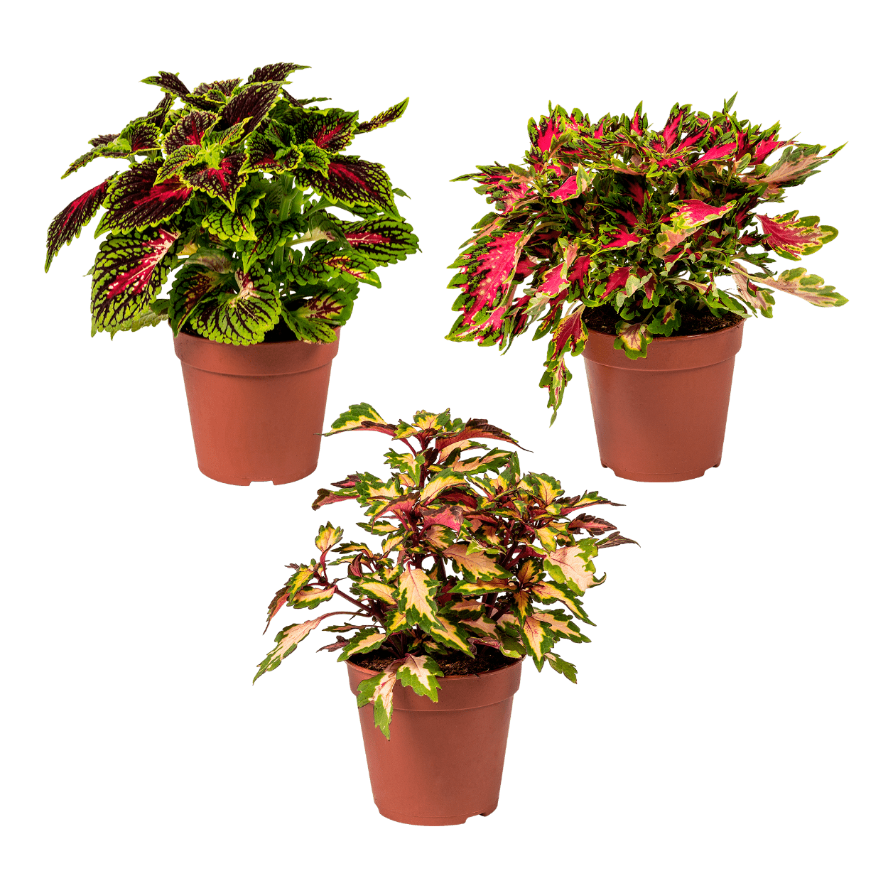Coleus GARDENLINE® kopen bij ALDI België