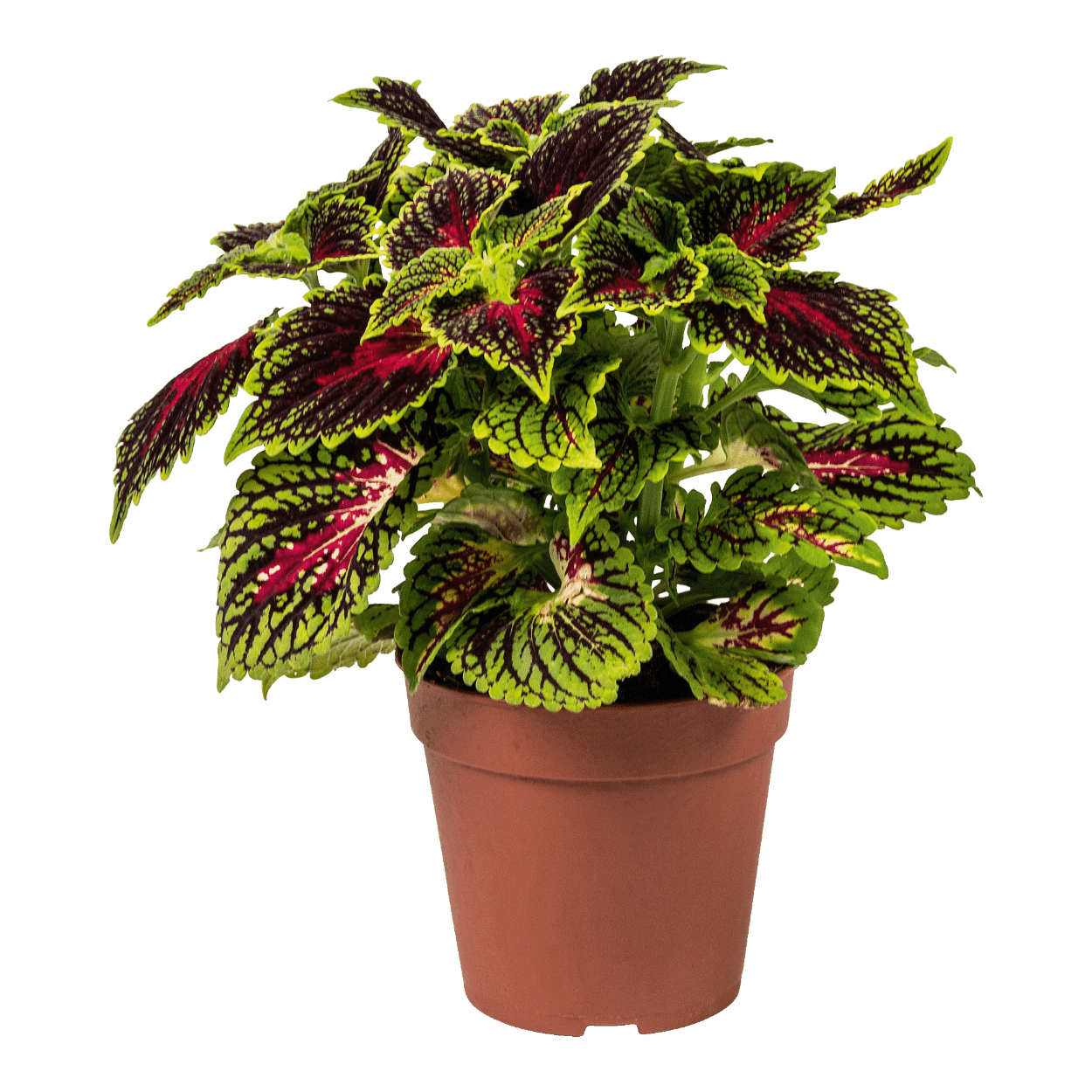 Coleus GARDENLINE® kopen bij ALDI België