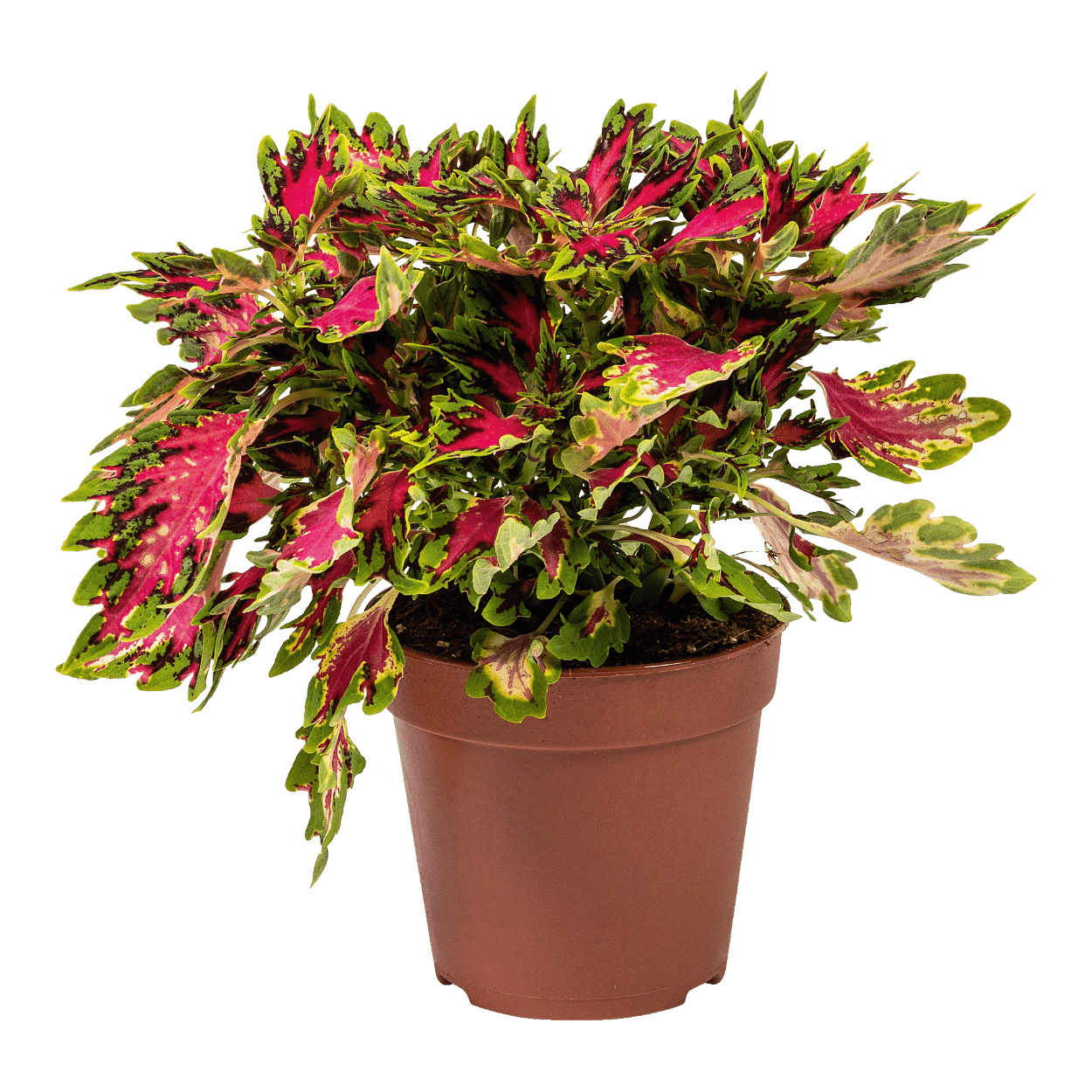 Coleus GARDENLINE® kopen bij ALDI België