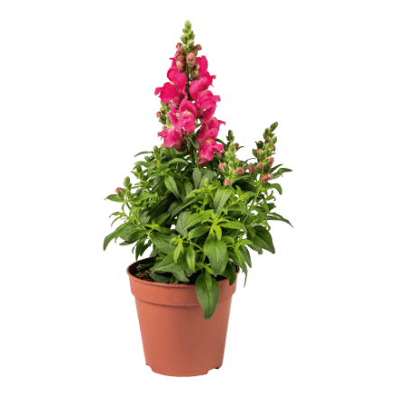 Leeuwenbekje GARDENLINE® kopen bij ALDI België