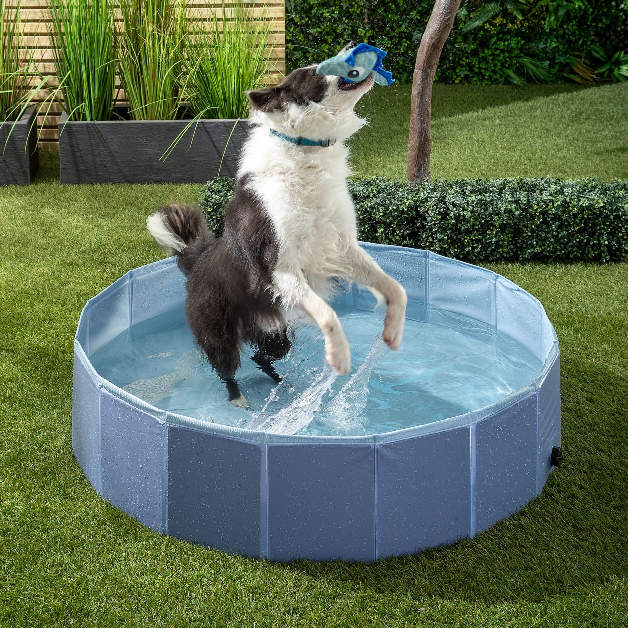 Piscine pliable pour chiens ROMEO® bon marché chez ALDI