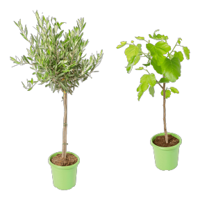 Olijfboom of vijgenboom GARDENLINE® kopen bij ALDI België