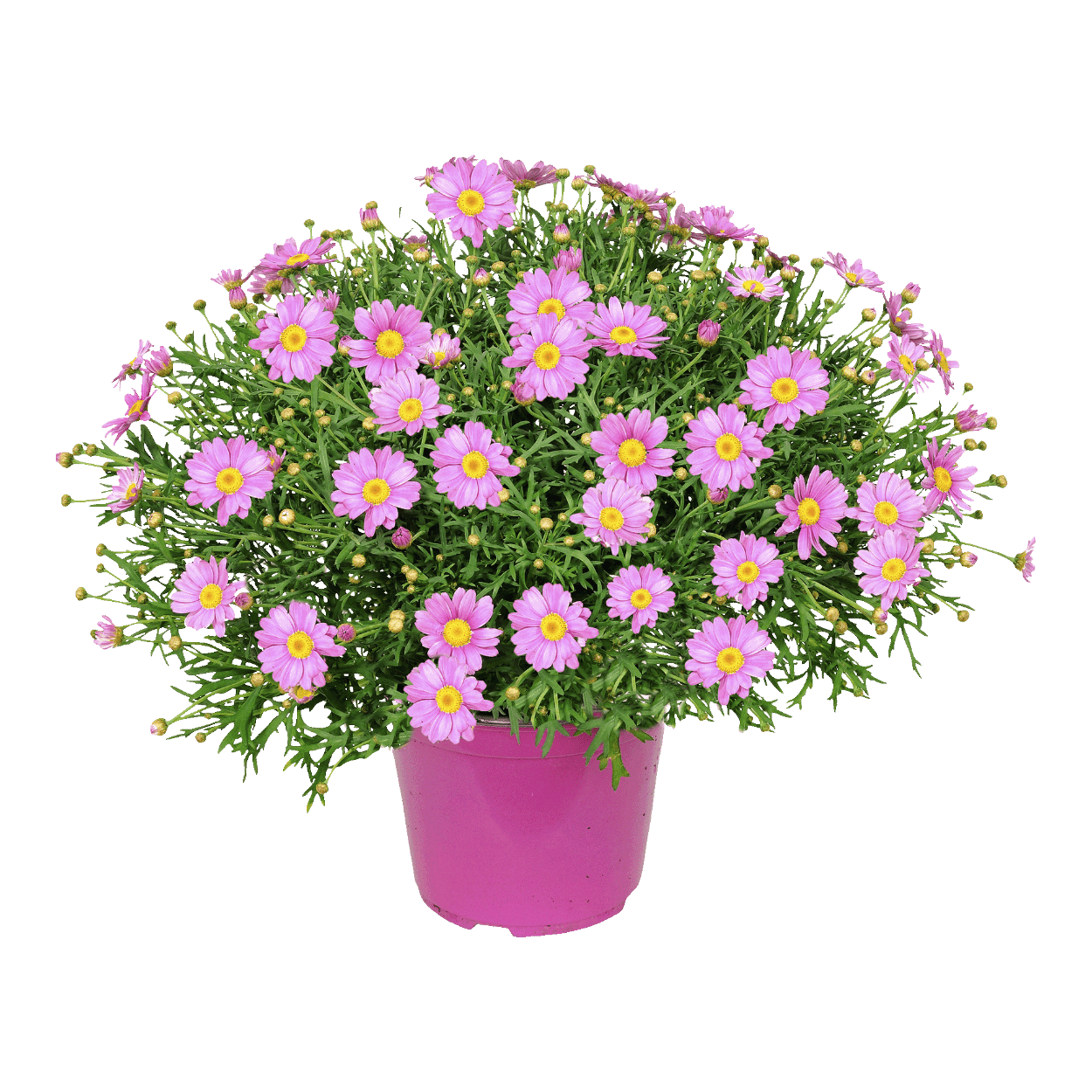 Margriet GARDENLINE® kopen bij ALDI België