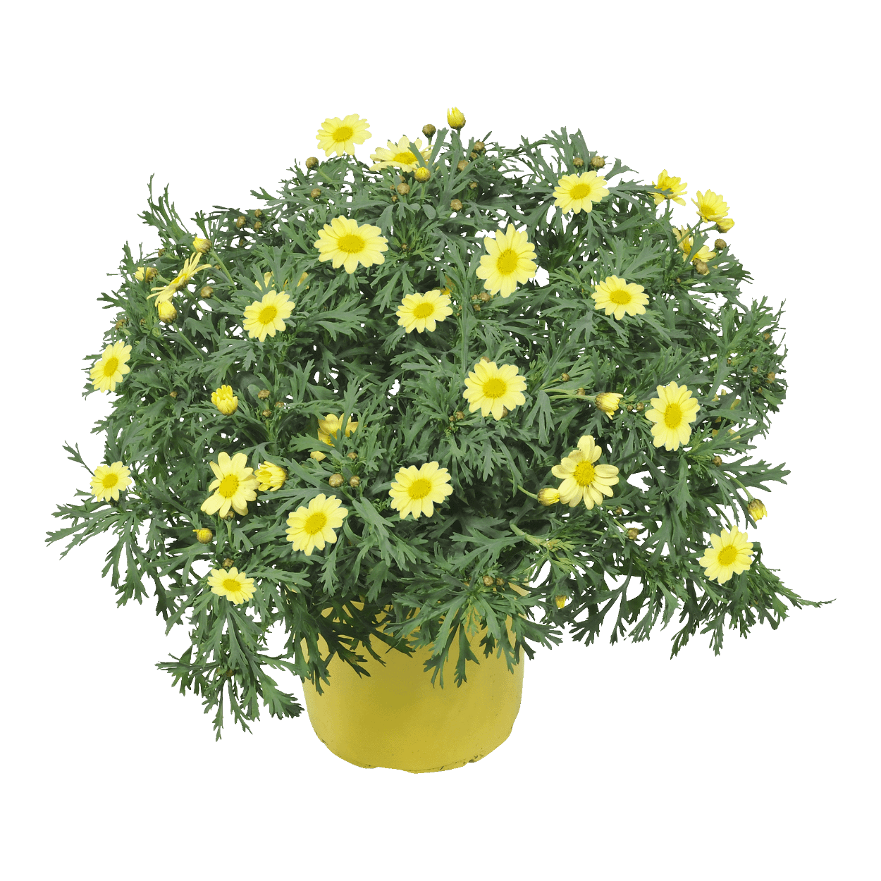 Margriet GARDENLINE® kopen bij ALDI België
