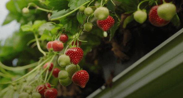 Des fraises à prix doux| ALDI Belgique