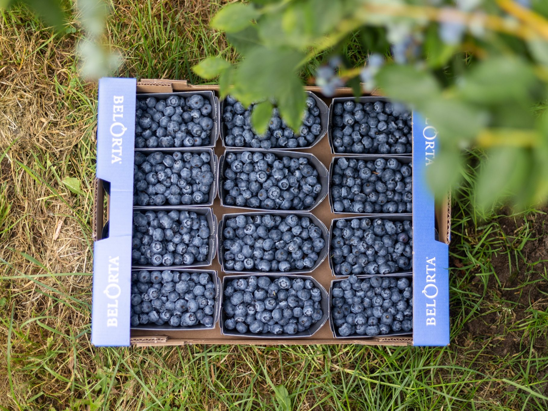 Betaalbare blauwe bessen | ALDI België