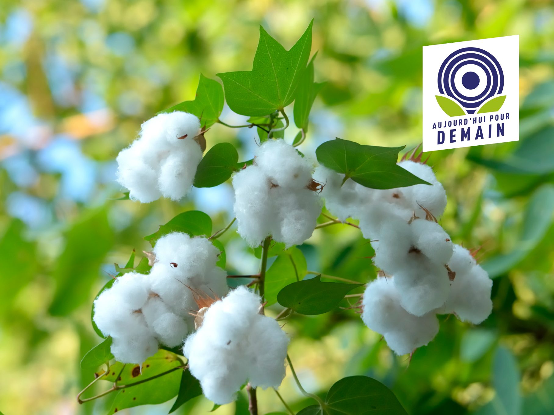 Coton durable | ALDI Belgique